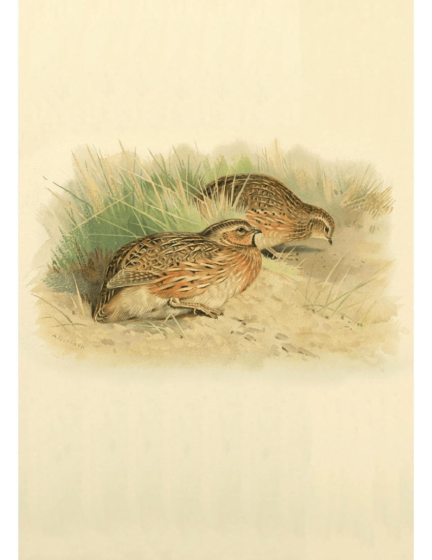 Little Quail — Belarusian folk song Sheet music for Piano, Violin ...