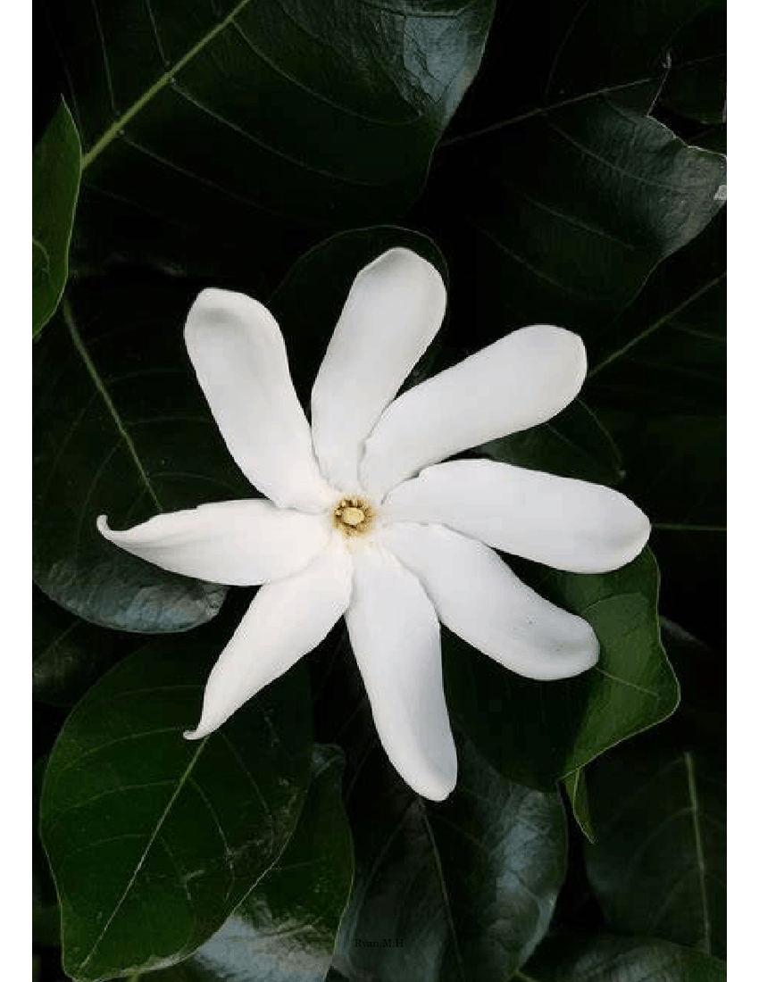 Jasmine Sheet music for Piano (Solo) | Musescore.com